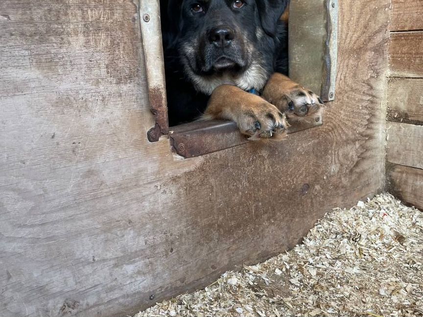 Тяжело в приюте