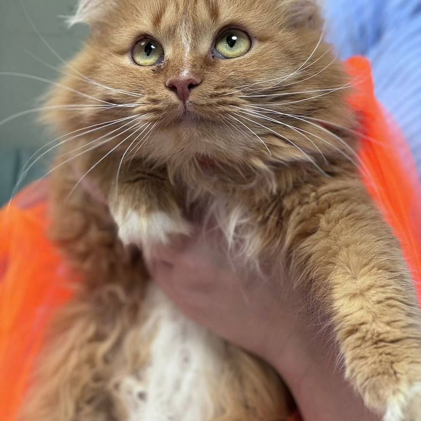 Пушистая кошка персикового окраса бесплатно в дар