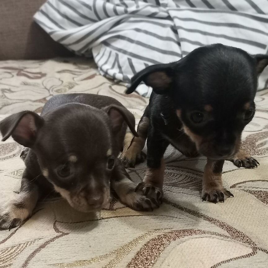 Русский той-терьер, щенок