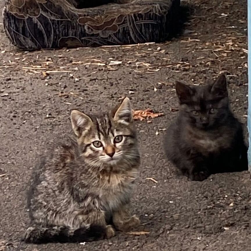 3 Пушистика котята на улице