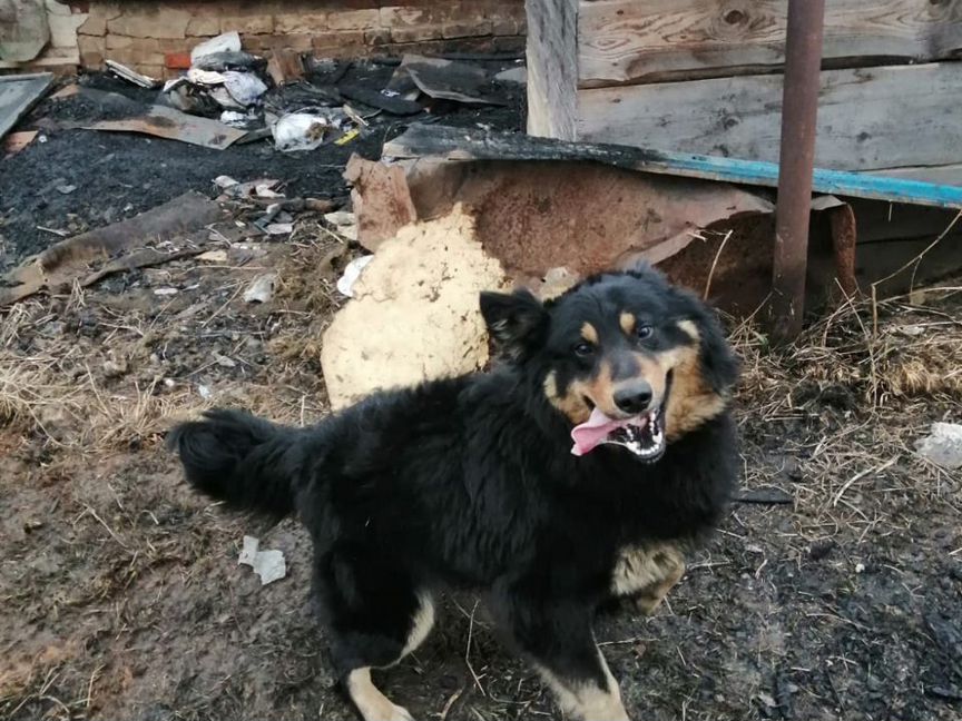 Отдаю собаку в добрые руки