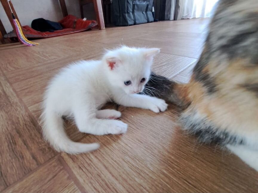Котёнок, белая голубоглазая красотка