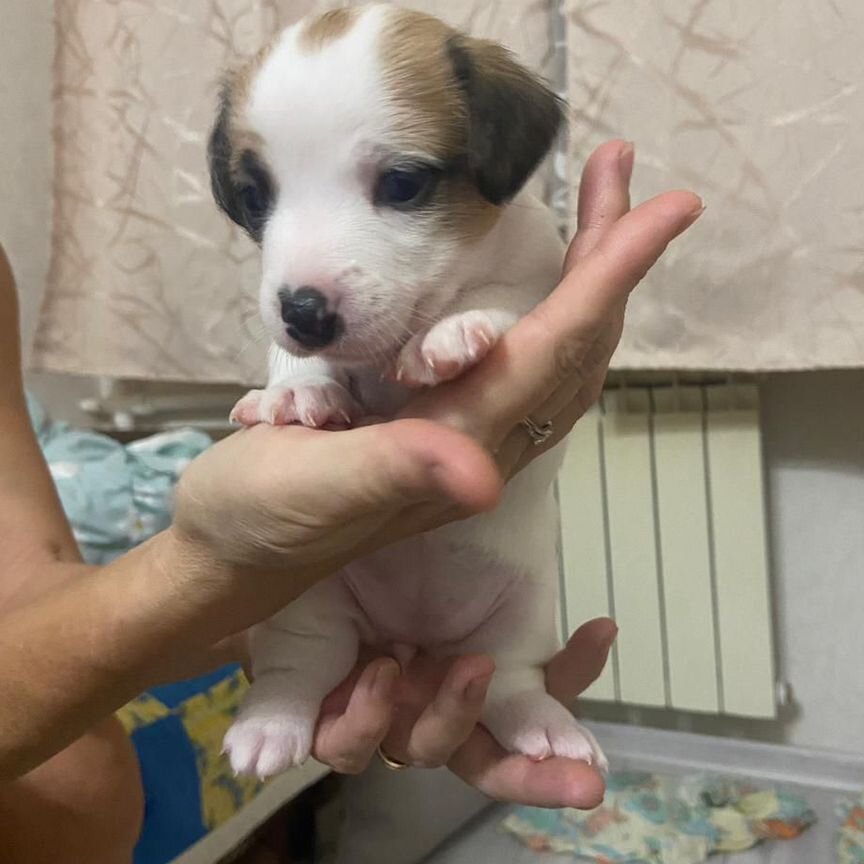 Щенки Джек Рассела