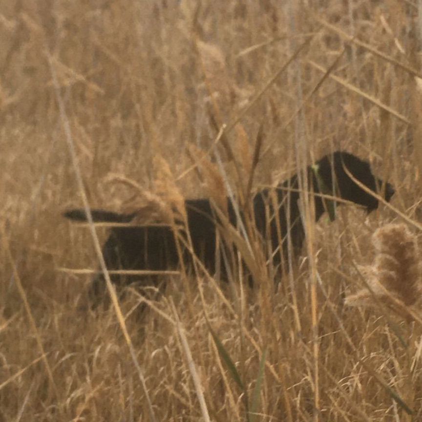 Продам подрощенную суку 10мес