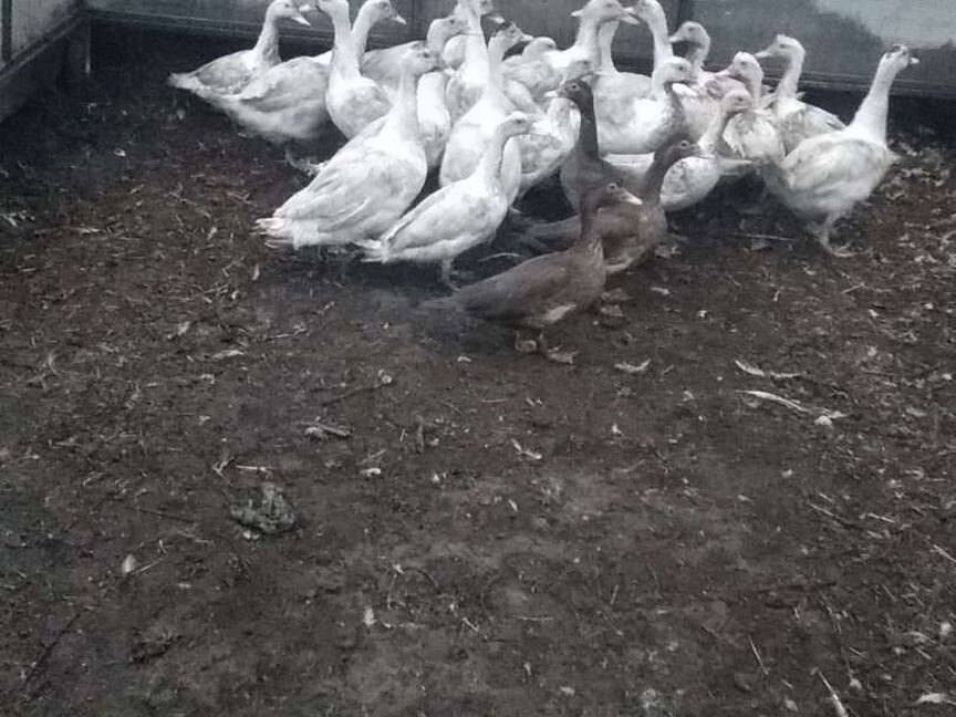 Индоутки домашние тяжёлые