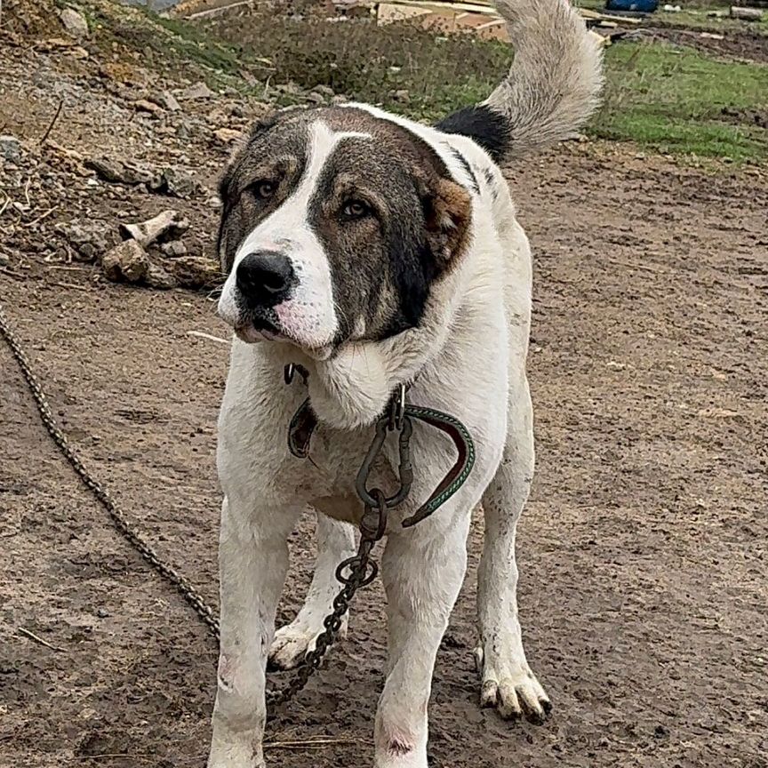 Кавказский волкодав