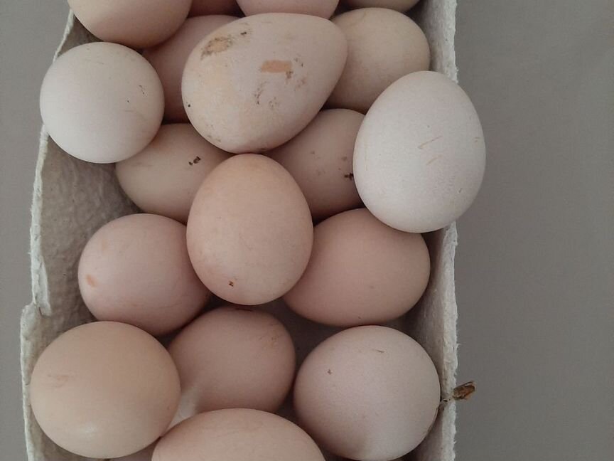 Яйцо цесарки