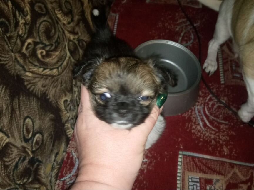 Девочка чих