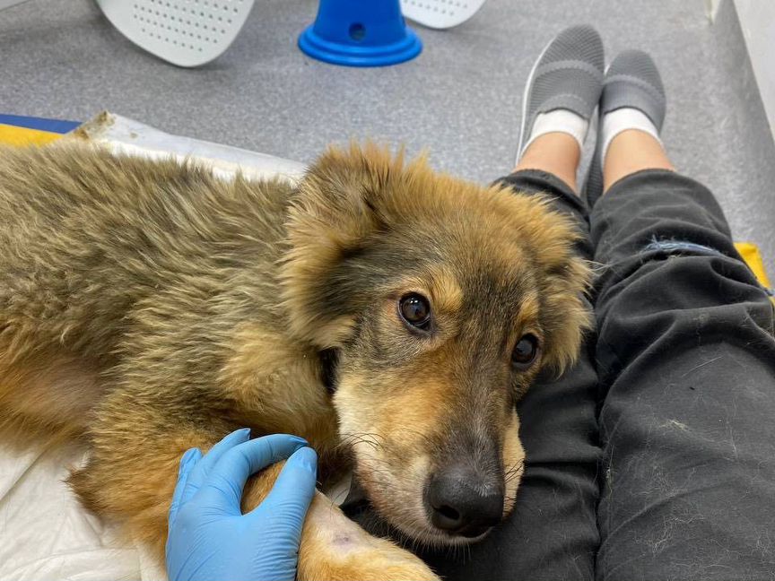 Щенок с переломом позвоночника реабилитация