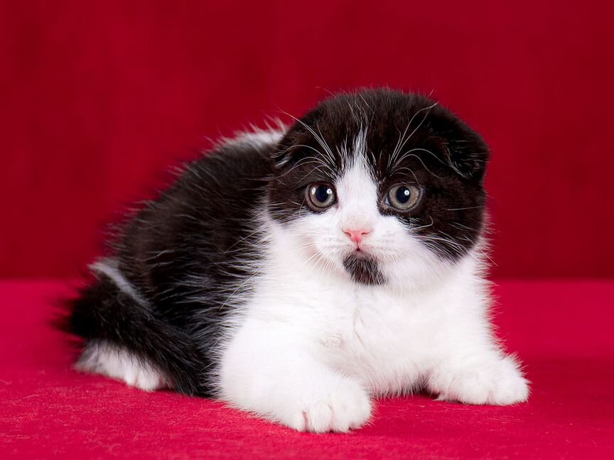 Шотландский котенок. Мальчик