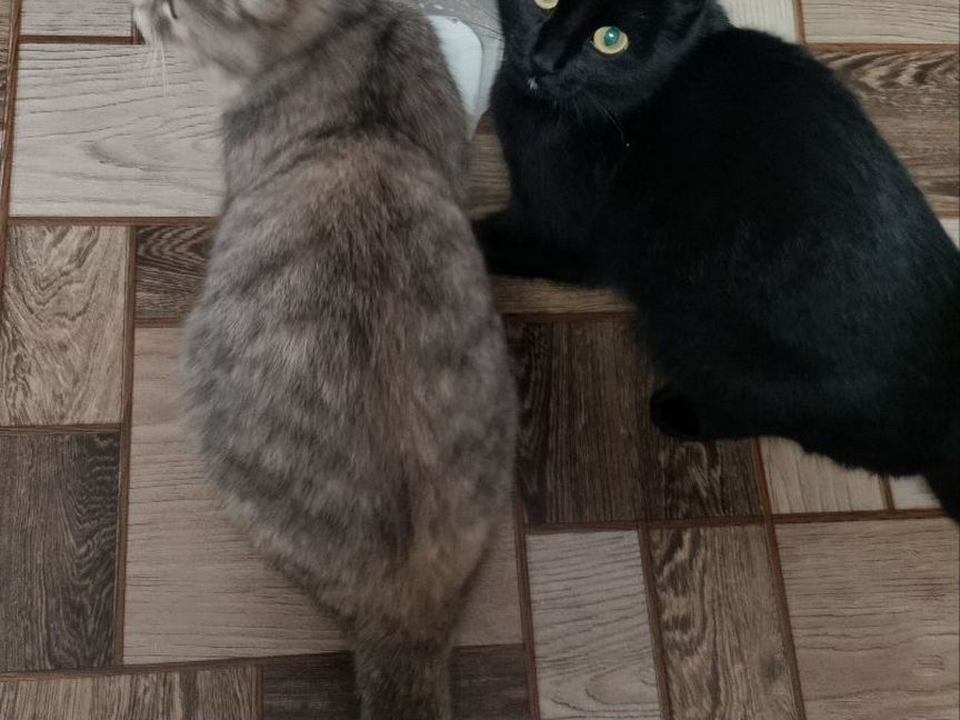 Кошка