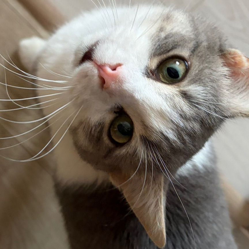 Взрослый кот в добрые руки