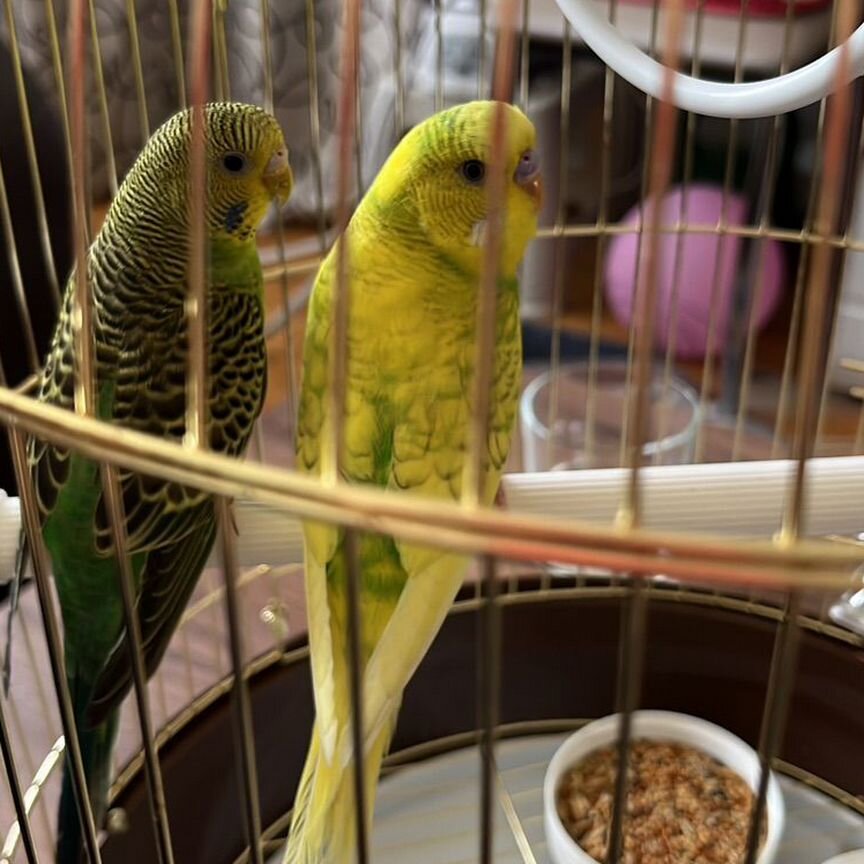 Волнистый попугай с клеткой