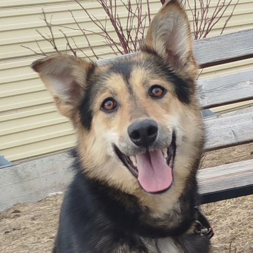 Взрослая собака в добрые руки