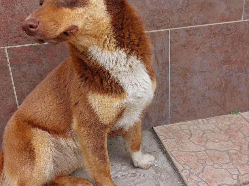 Спасите Шоколадку