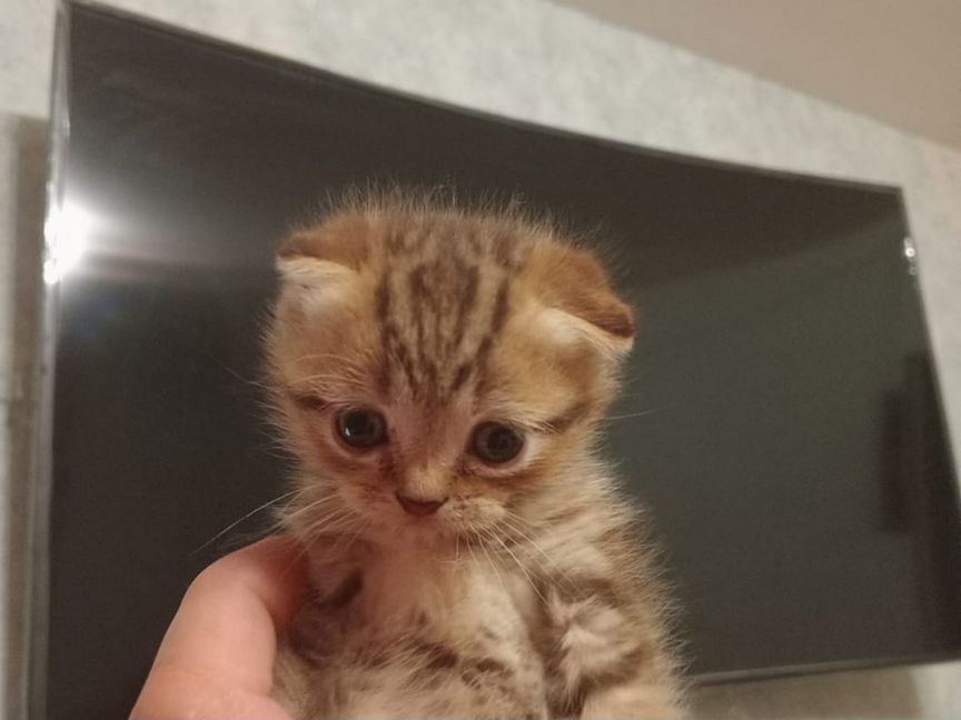 Котята шотландские