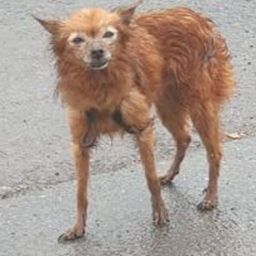 Найдена собака, вернём хозяину