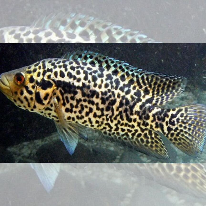 Манагуанская цихлозома