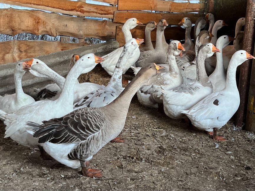 Гуси холмогоры на племя