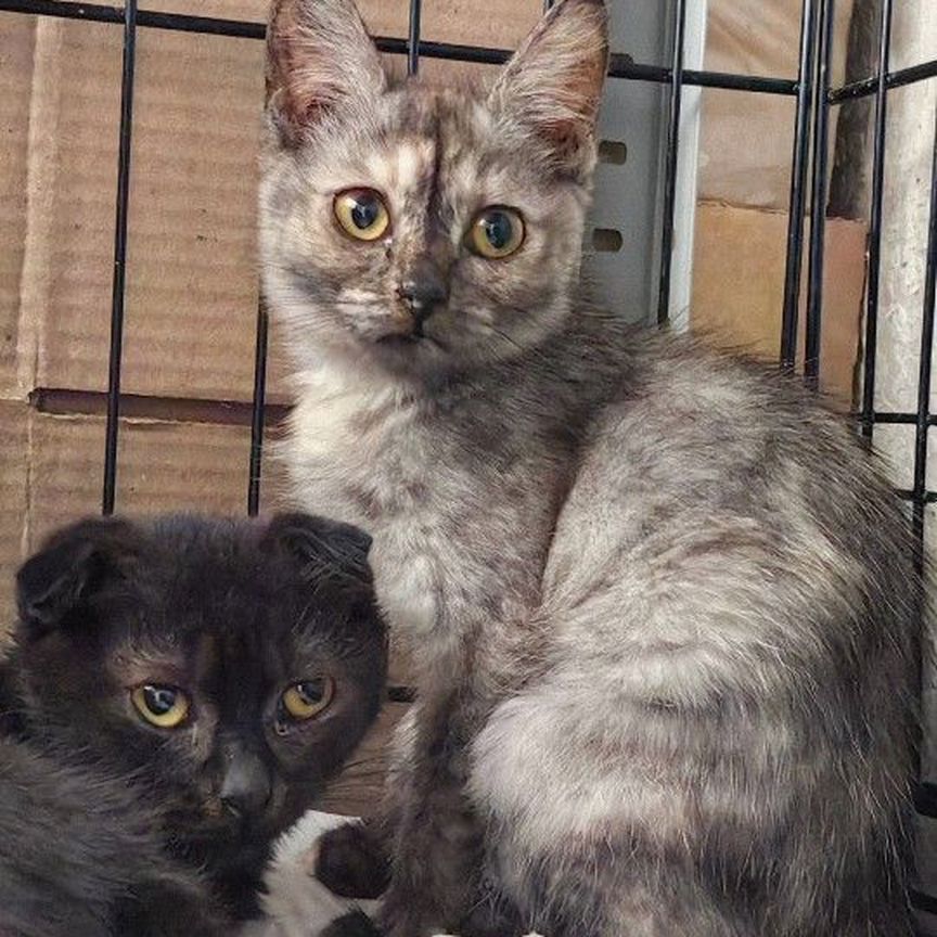 Котята мальчик и девочка в добрые руки