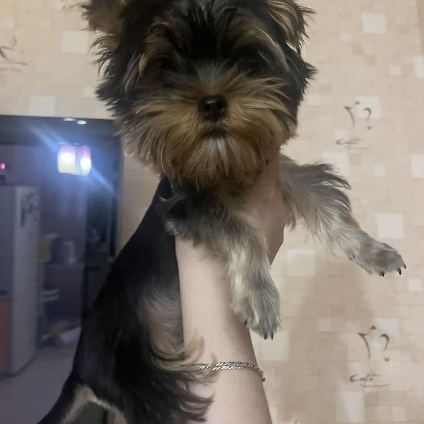 Йоркширский терьер