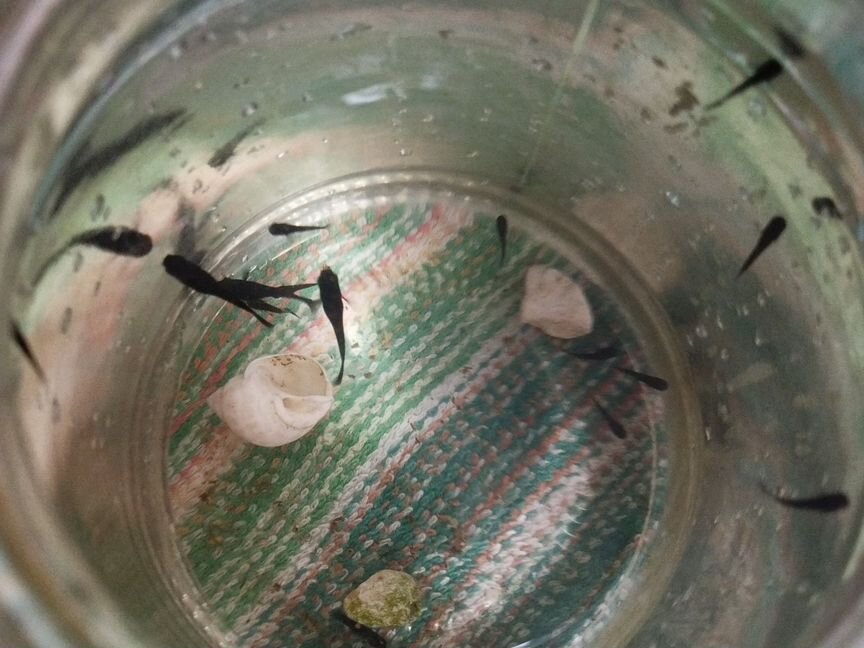 Мальки рыбки Моллинезии