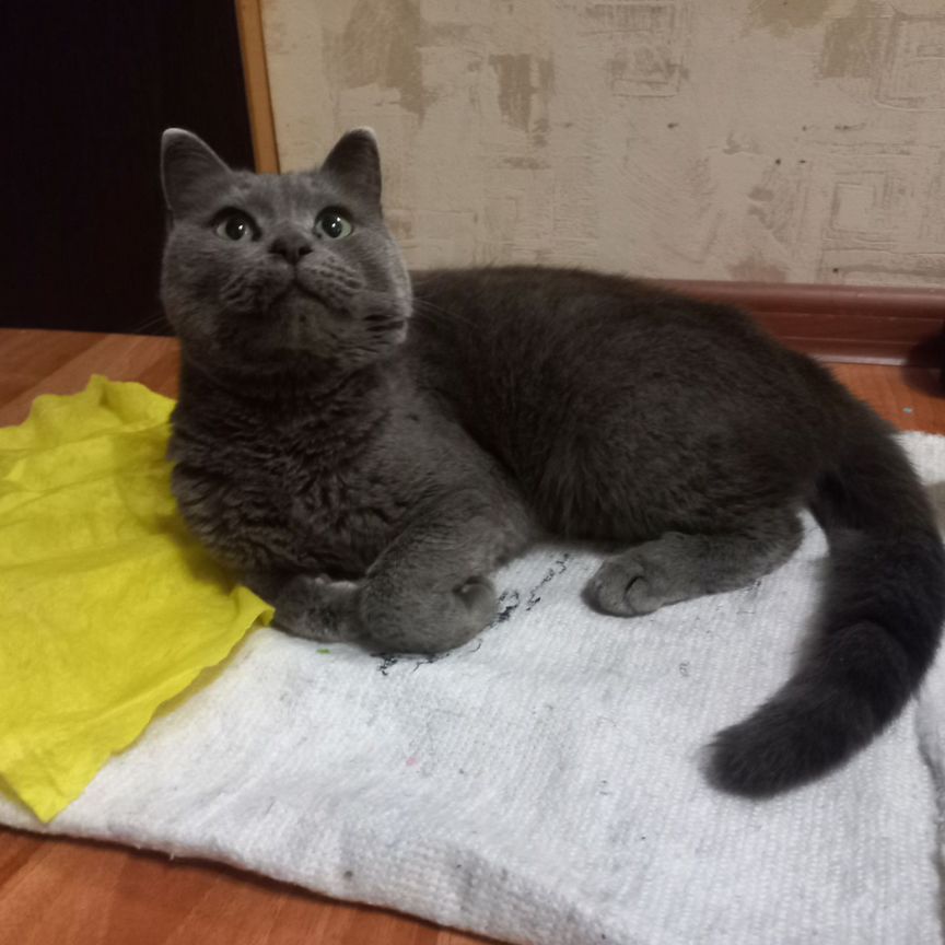Отдам кошечку в добрые руки