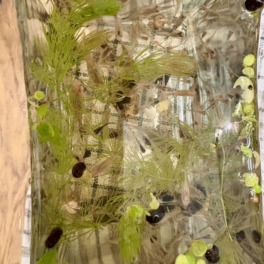 Аквариумные рыбки бесплатно