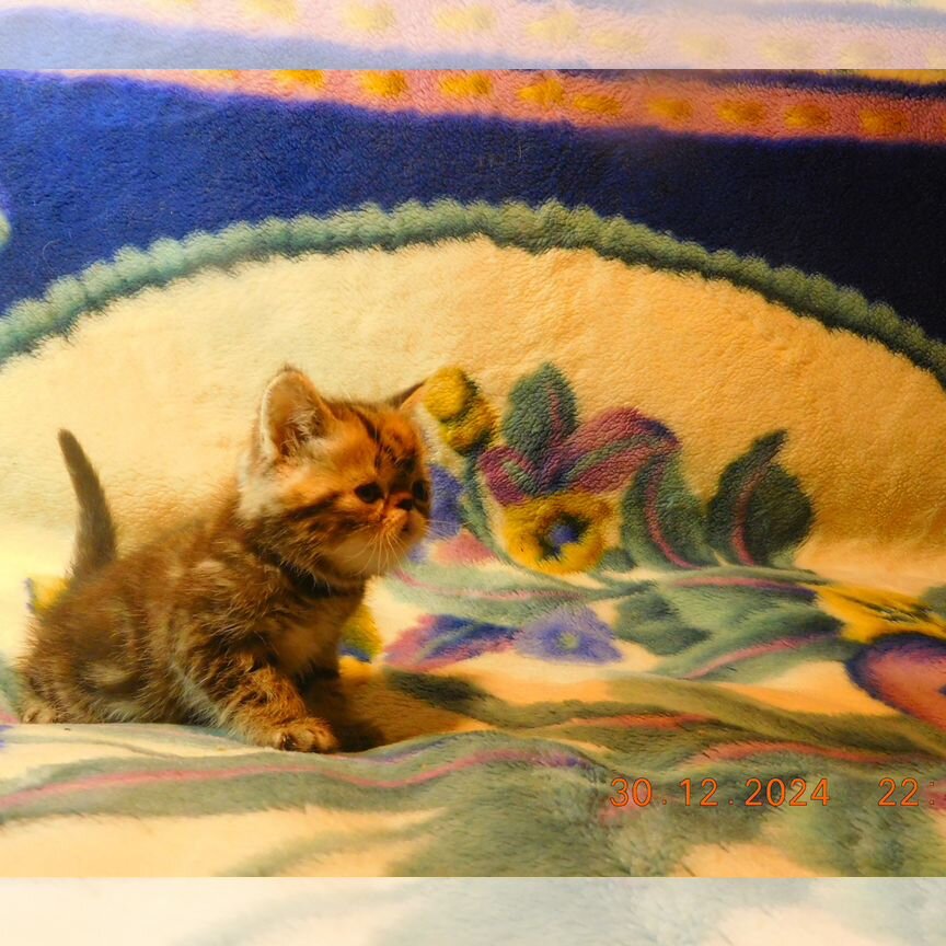 Кошечка черепахового окраса трехцветная