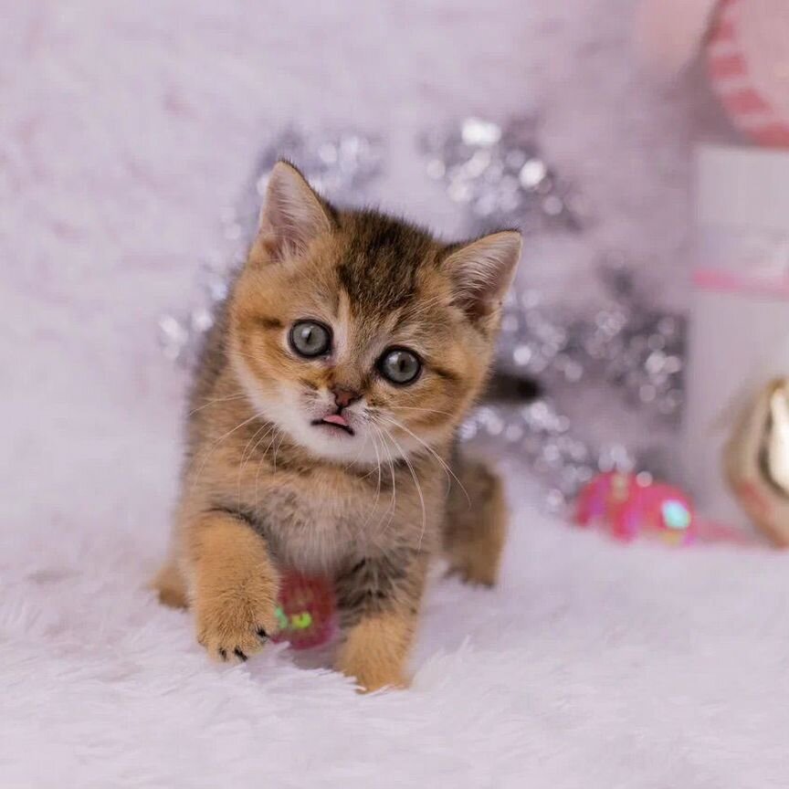 Игрулька котенок девочка золотая шиншилла