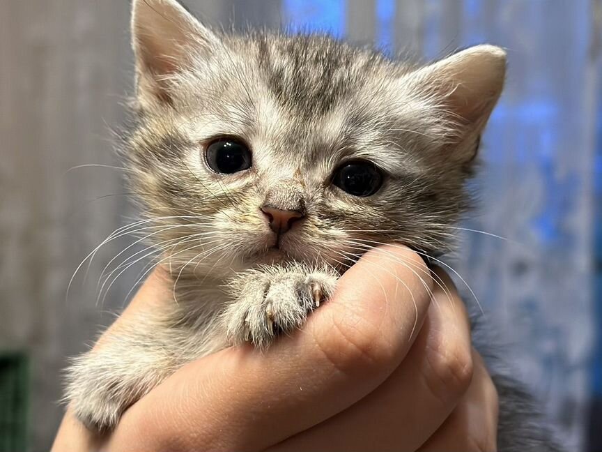 Котенок в добрые руки