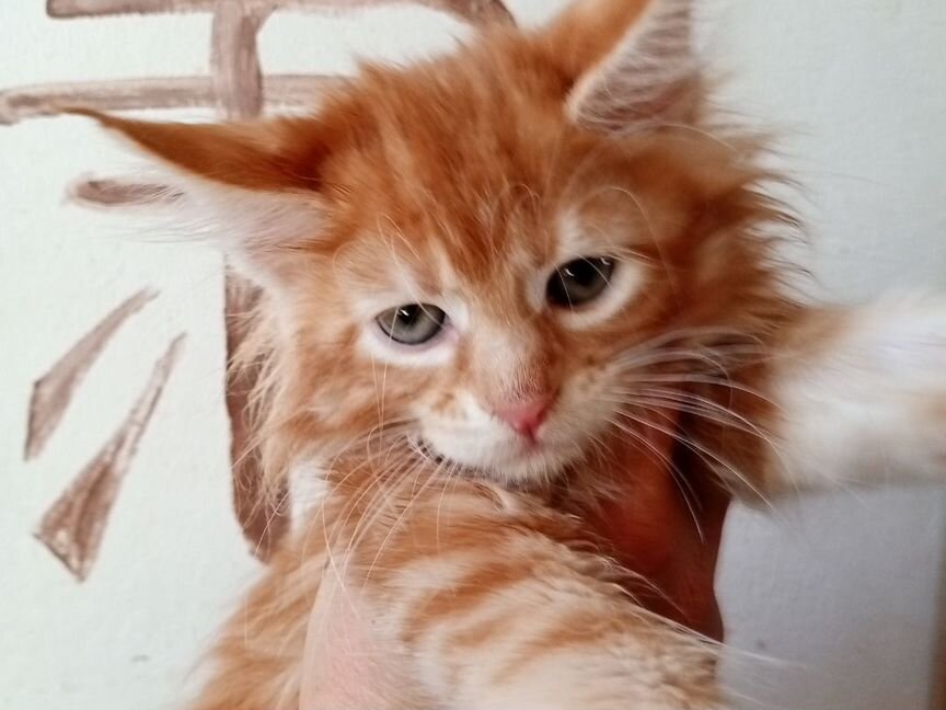 Мейн-кун чистокровные, есть 6/6/6/6