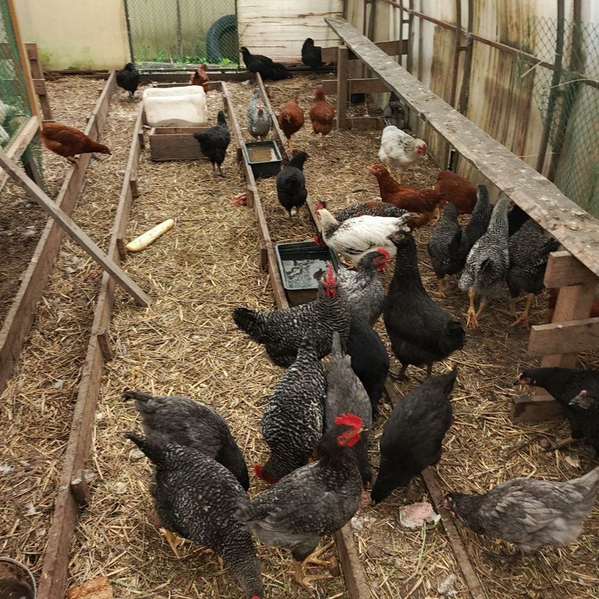 Куры молодки несушки доминант