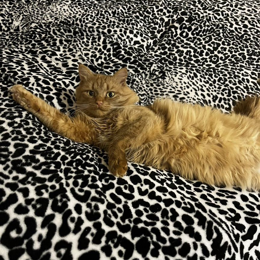 Вязка кошек