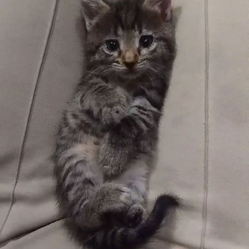 Котенок Ивашка 2 месяца 15.09.24