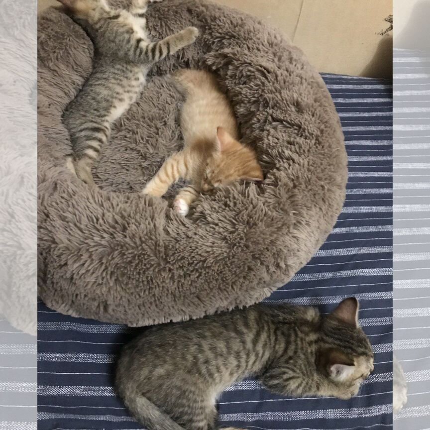 Котята бесплатно