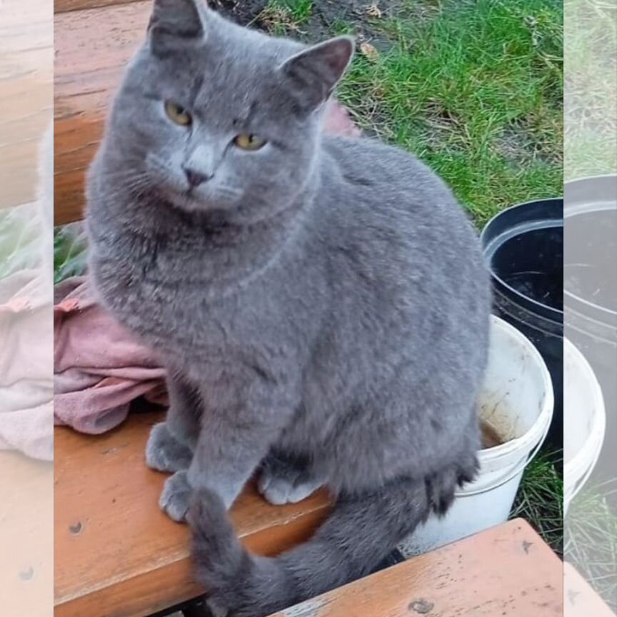 Русский голубой котёнок