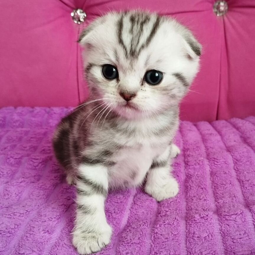 Шотландский вислоухий короткошёрстный котёнок