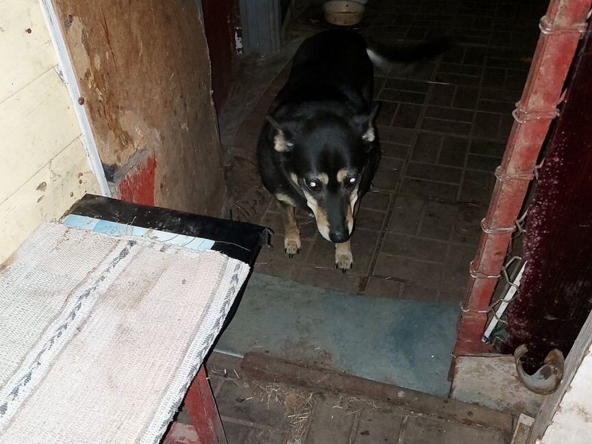 Взрослая собачка