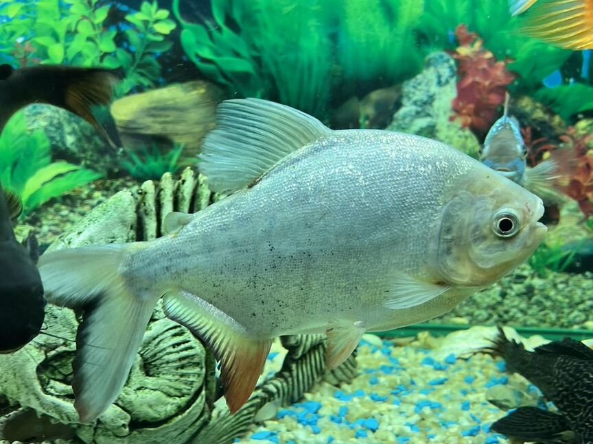 Пиранья травоядная