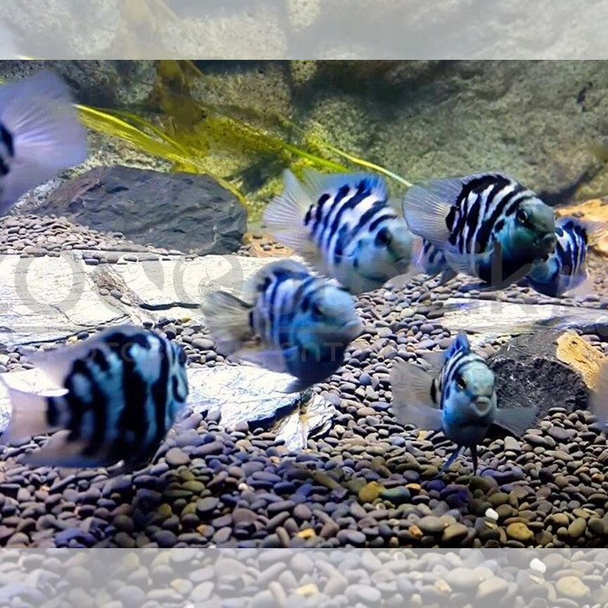 Нет в наличии