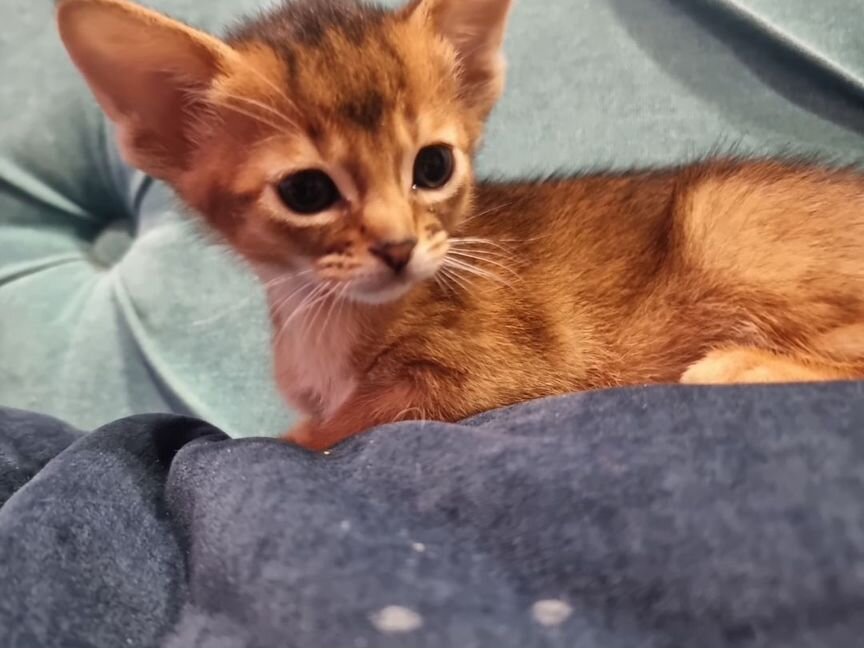 Абиссинский котенок