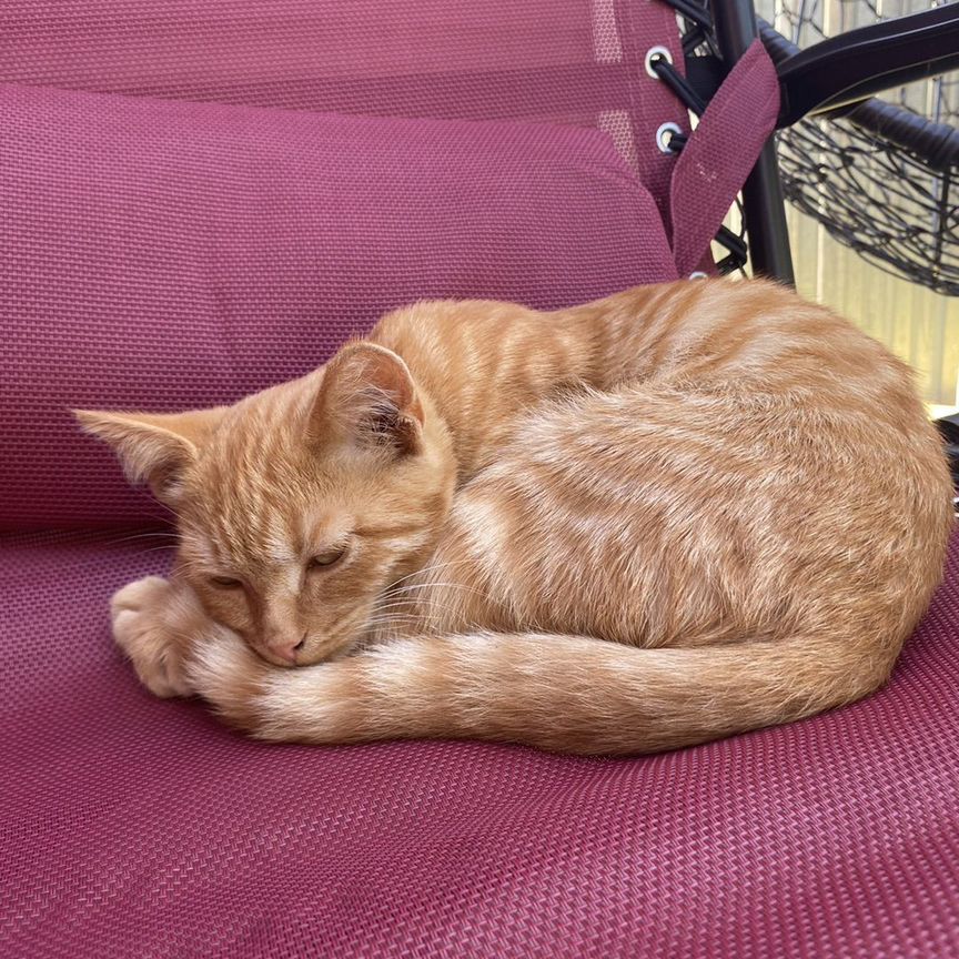 Котенок в дар