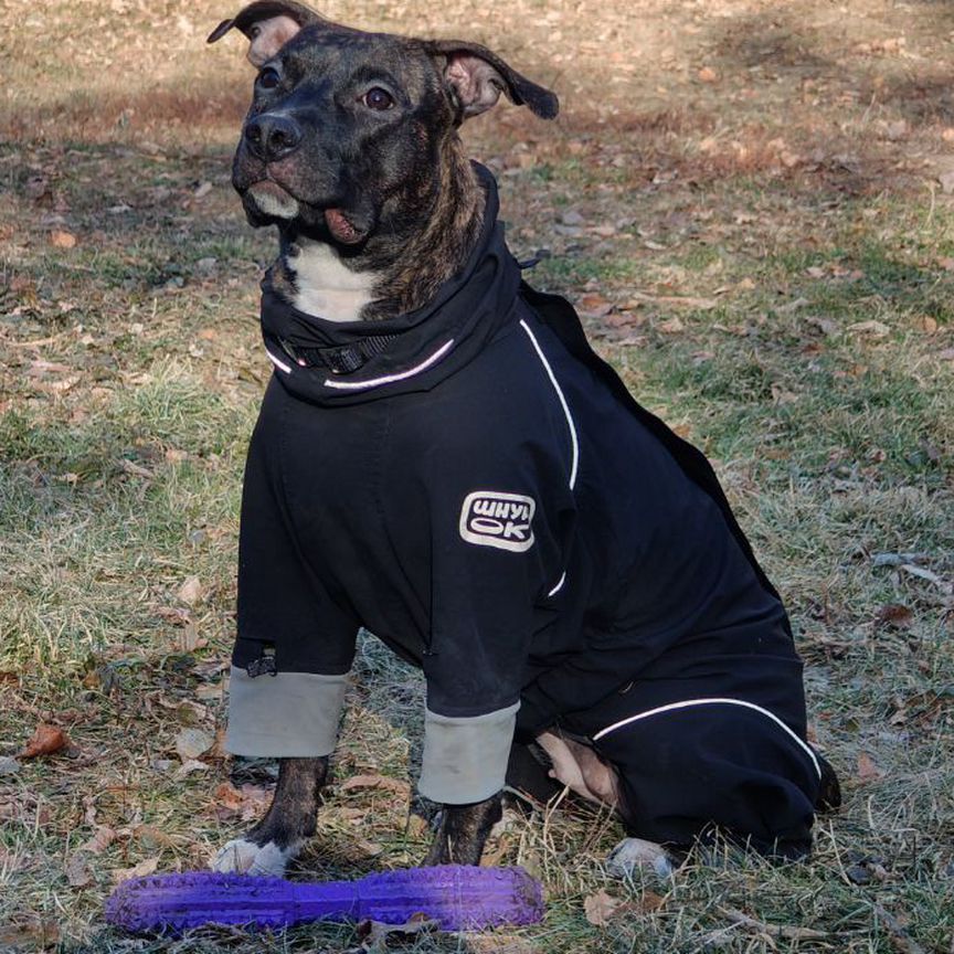 Американский стаффордширский терьер, щенок