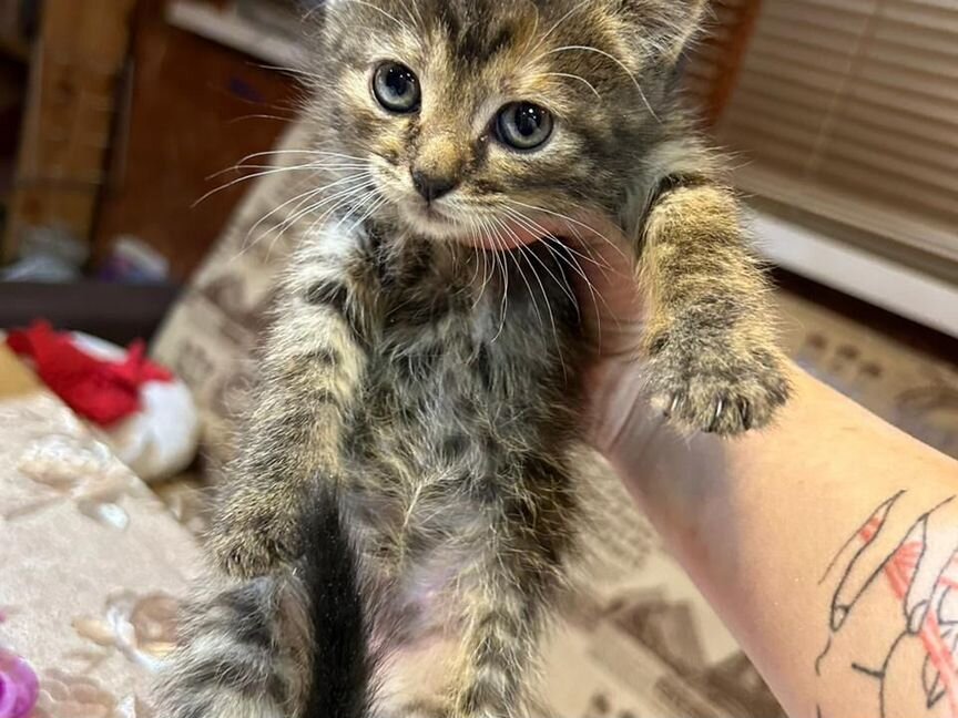 Котята в поисках семьи