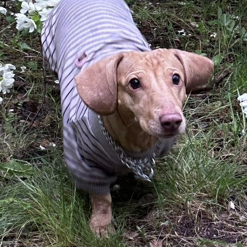 Такса, взрослый пёс