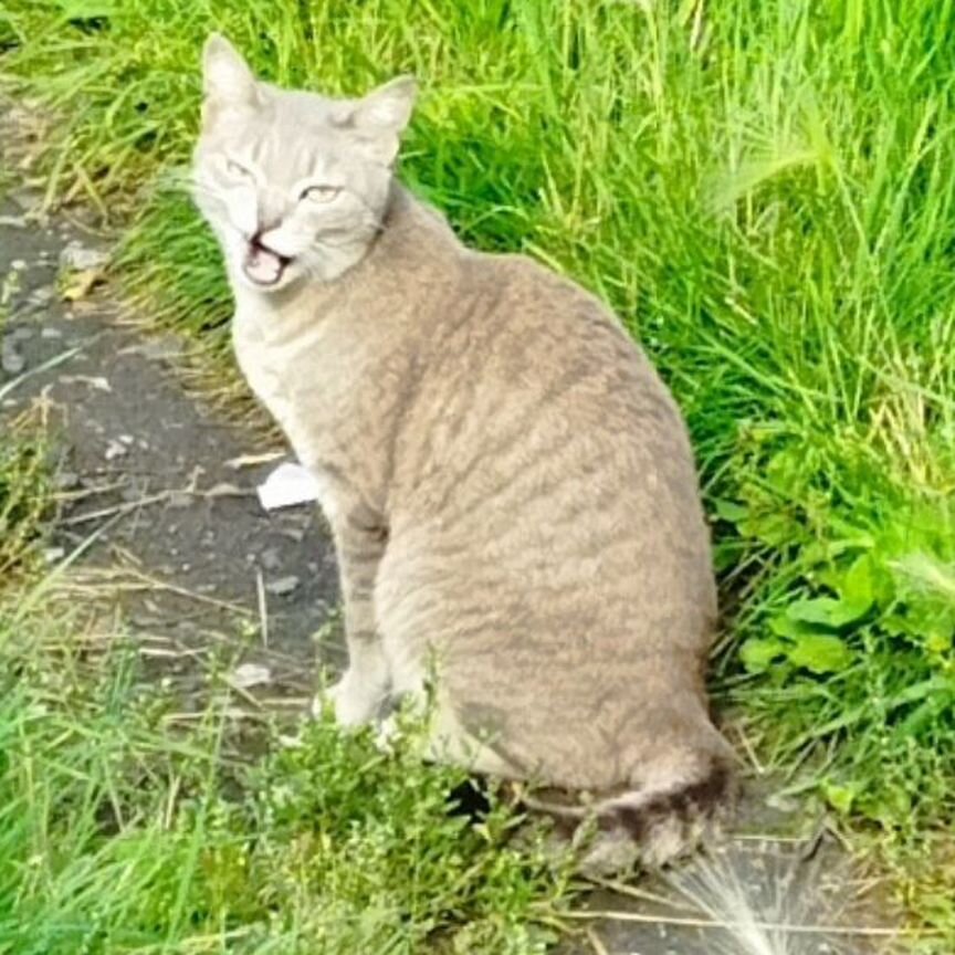 Молодой кот