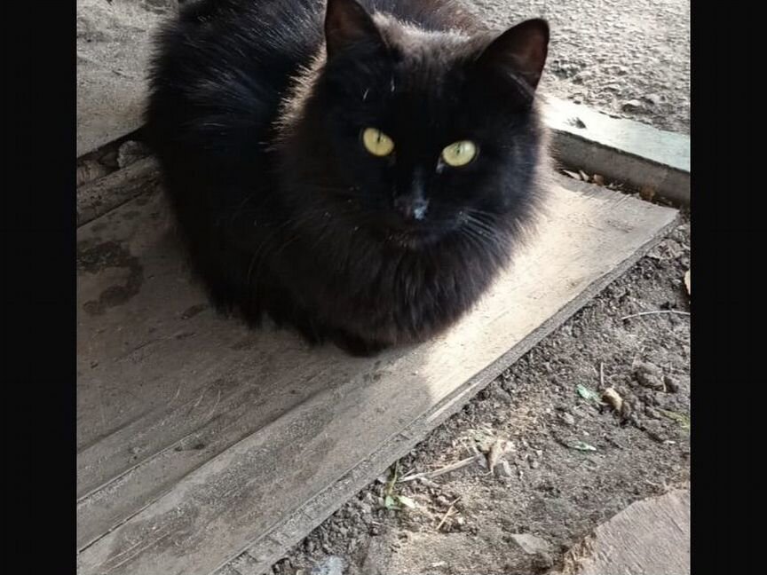 Персидская кошка
