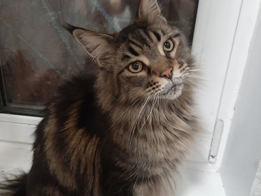 Отдам бесплатно кошку Мэйкун