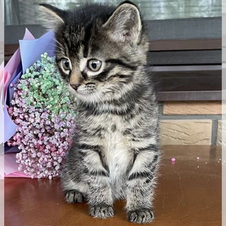 Котёнок в добрые руки